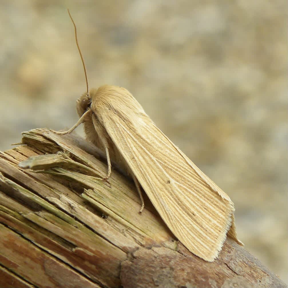 Common Wainscot | Somerset Moths