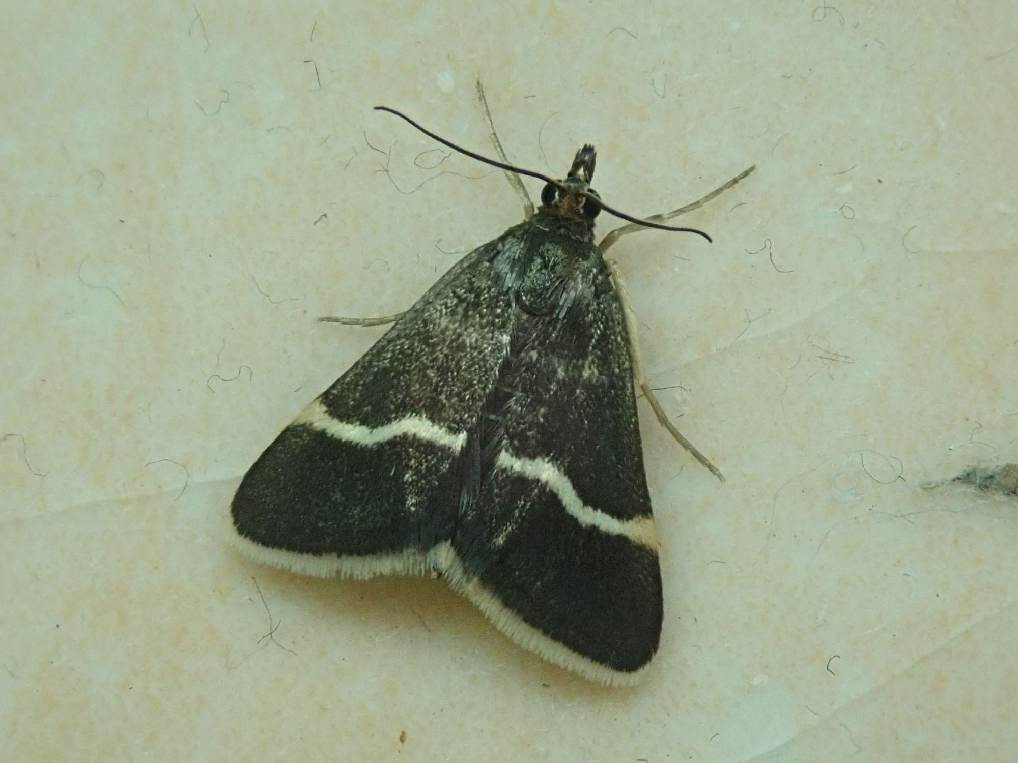 Pyrausta cingulata | Somerset Moths