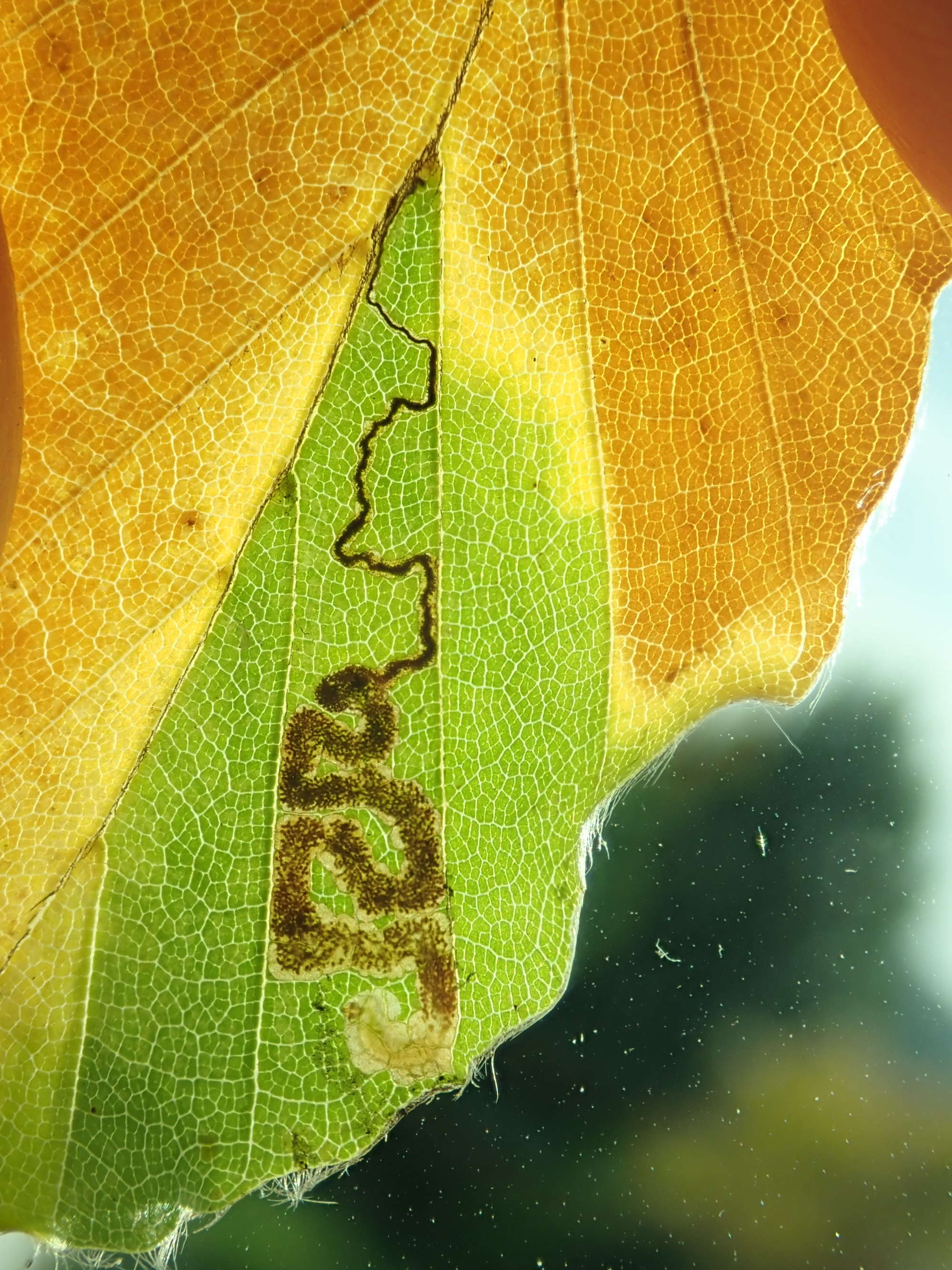 Stigmella tityrella | Somerset Moths