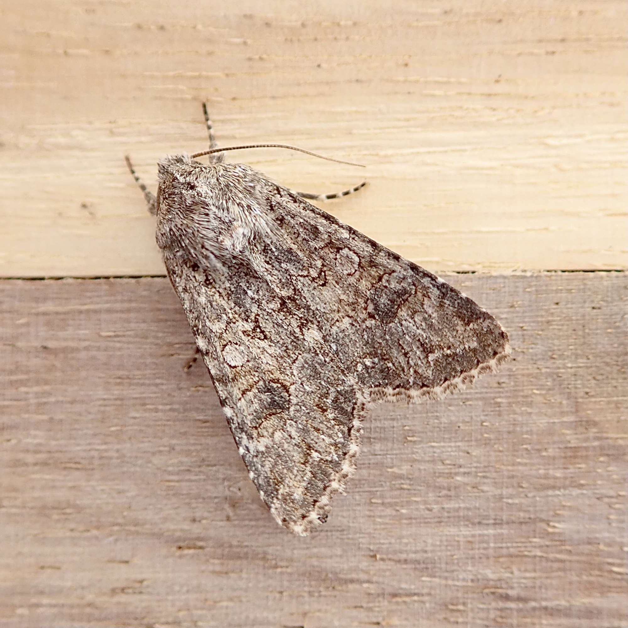The Nutmeg | Somerset Moths