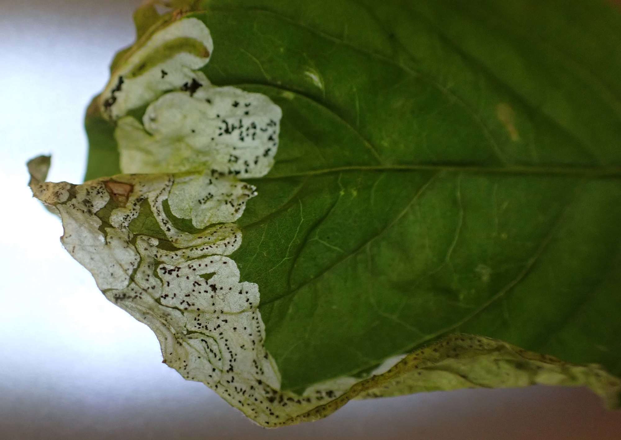 Mompha terminella | Somerset Moths