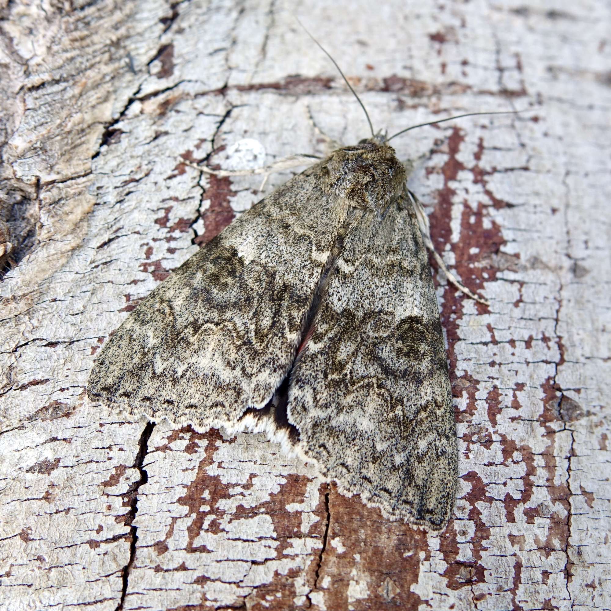 Red Underwing | Somerset Moths