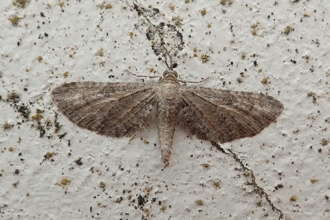 Angle-barred Pug | Somerset Moths