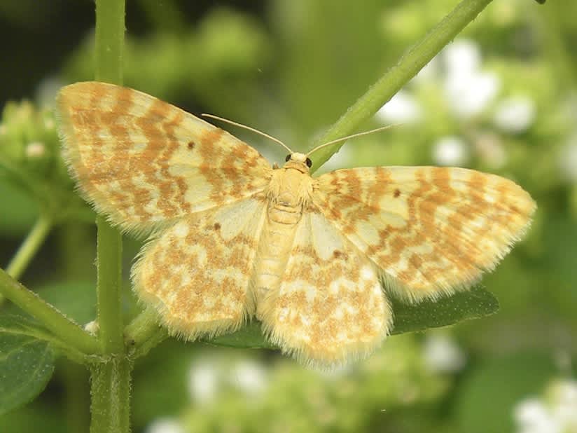 Small Yellow Wave | Somerset Moths