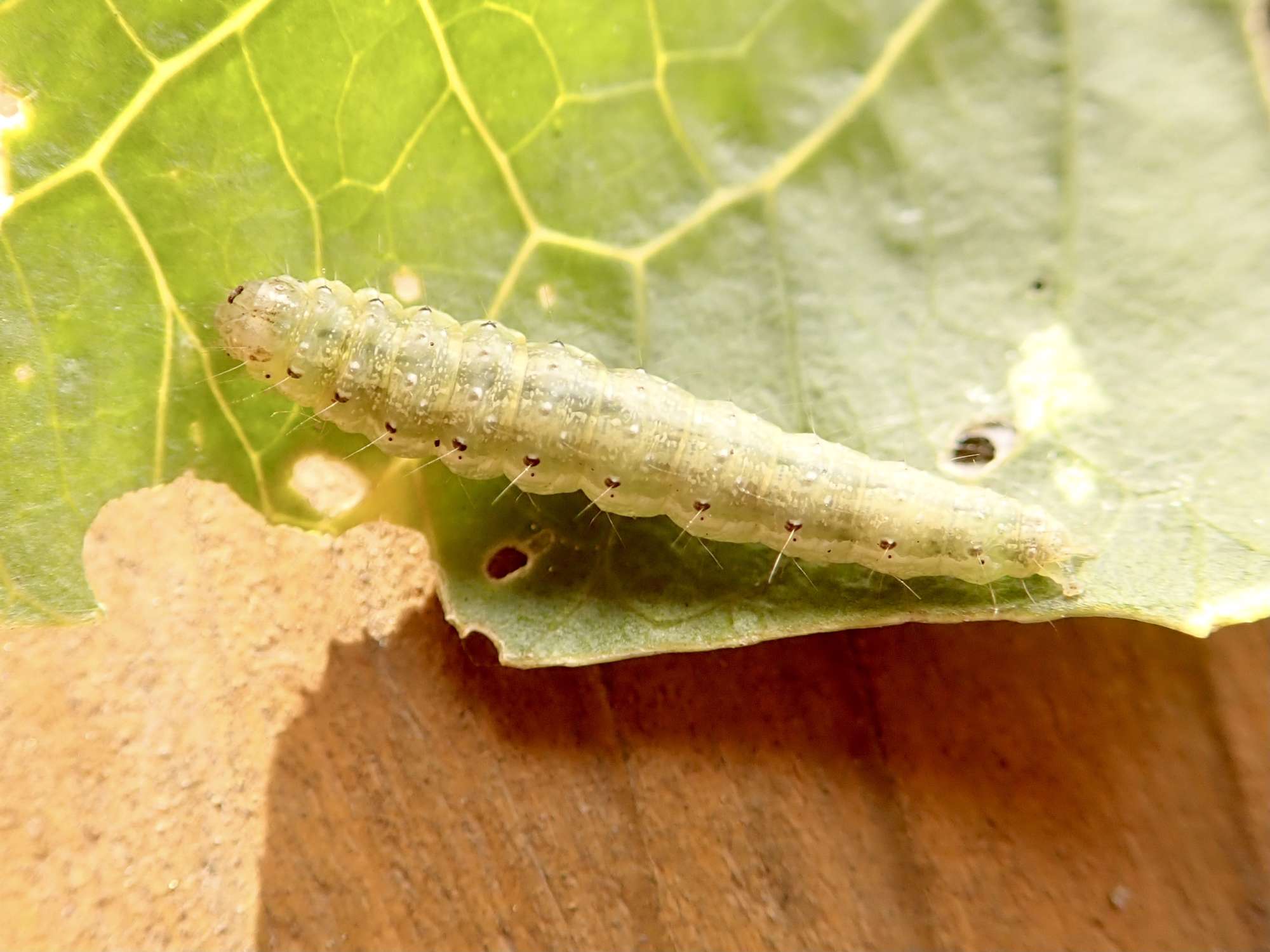 Evergestis forficalis | Somerset Moths