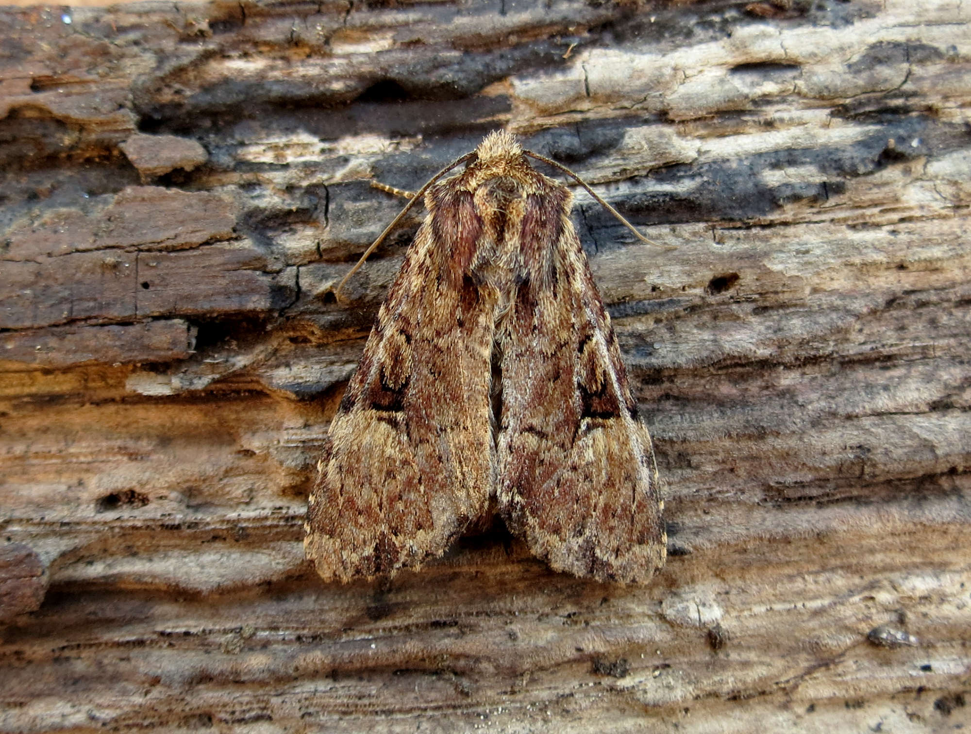 Clouded Brindle | Somerset Moths