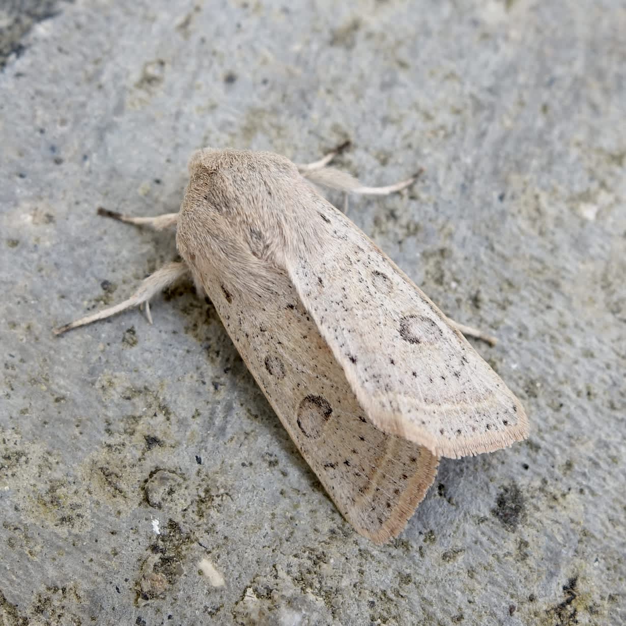 Powdered Quaker | Somerset Moths