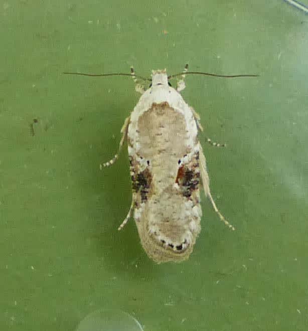Agonopterix alstromeriana | Somerset Moths
