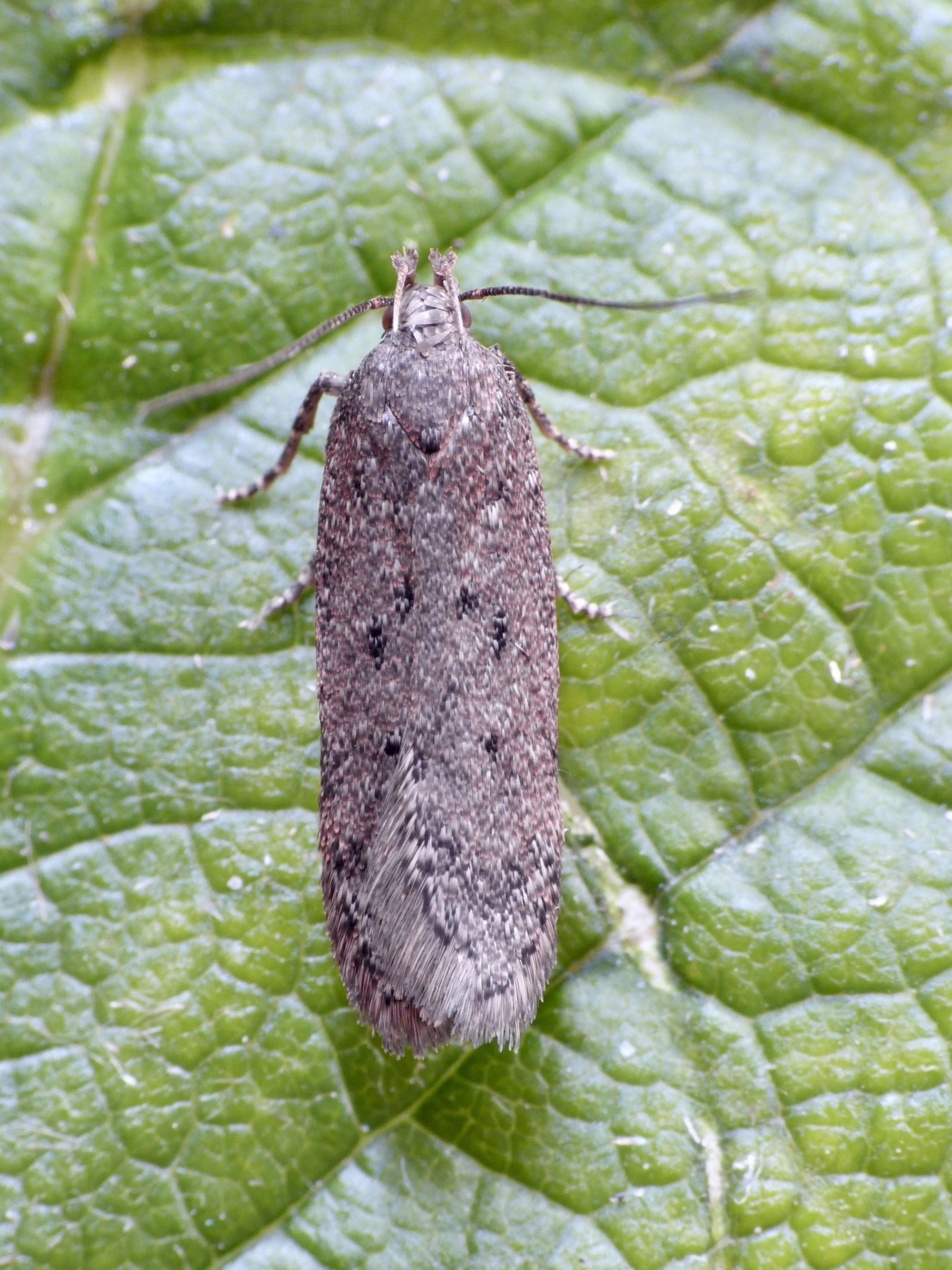 Bryotropha terrella | Somerset Moths