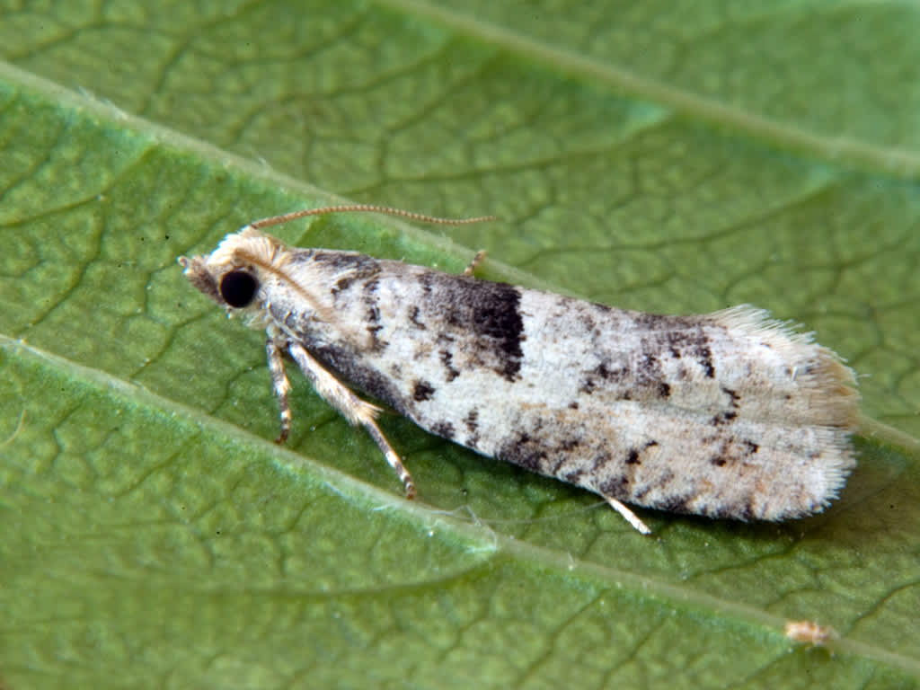 Epinotia bilunana | Somerset Moths