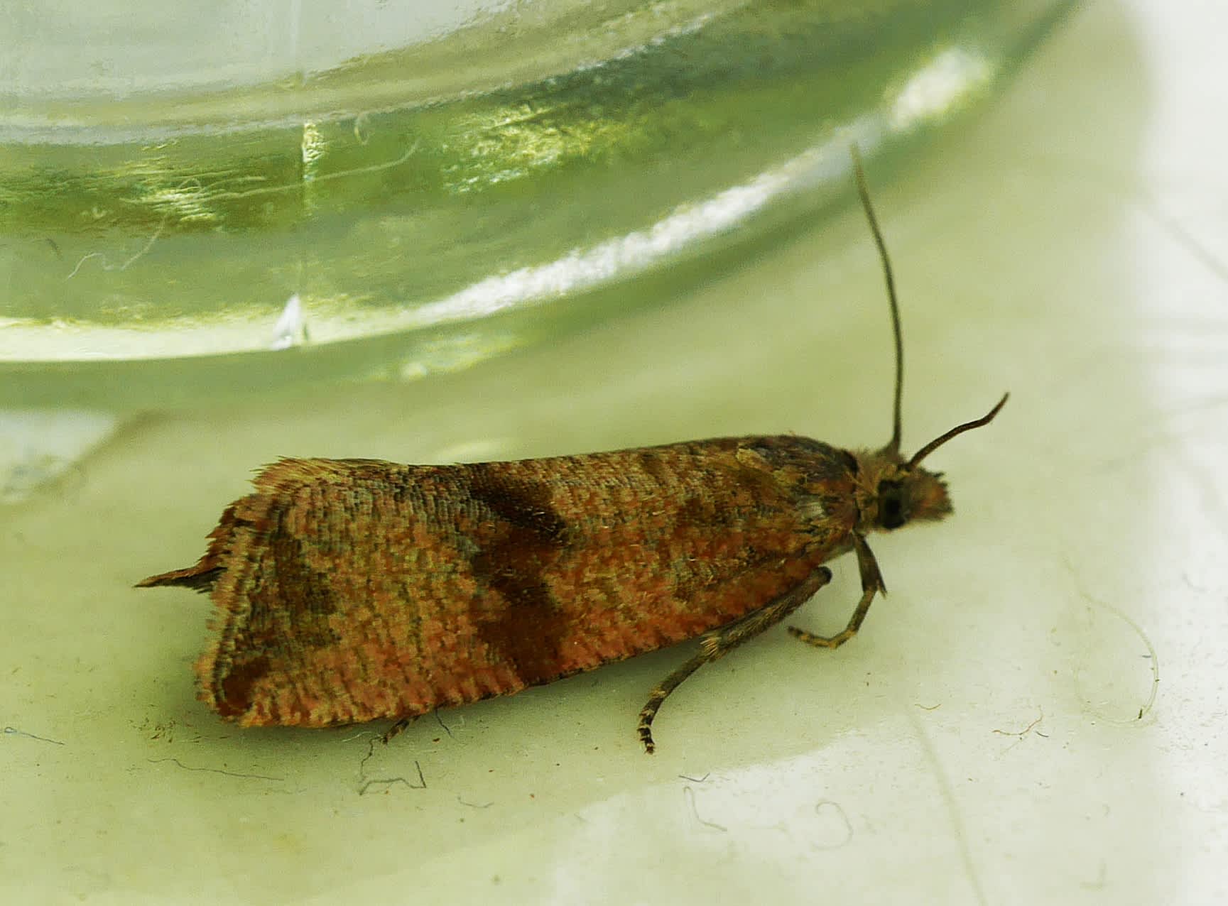 Celypha striana | Somerset Moths