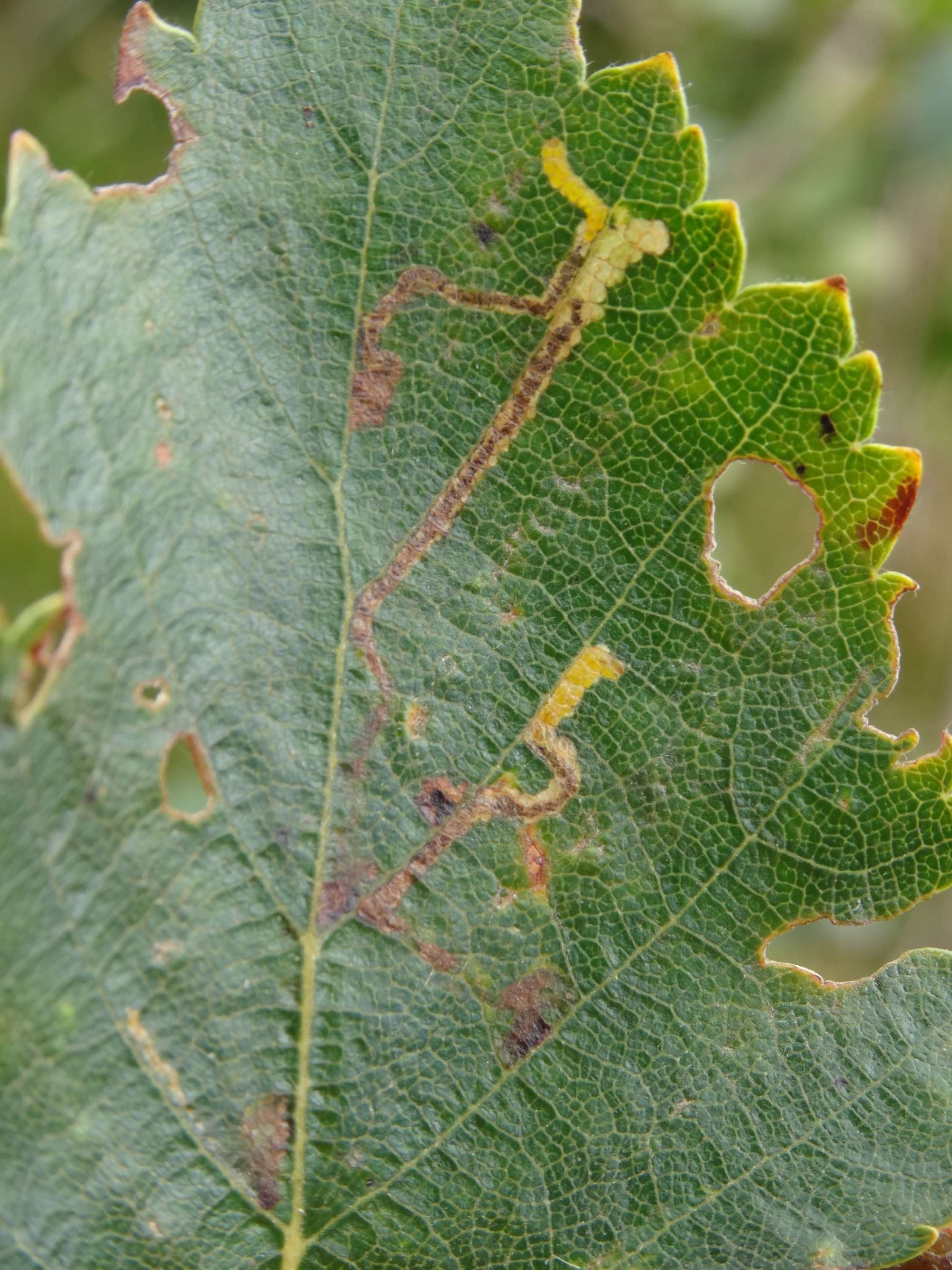 Stigmella betulicola | Somerset Moths