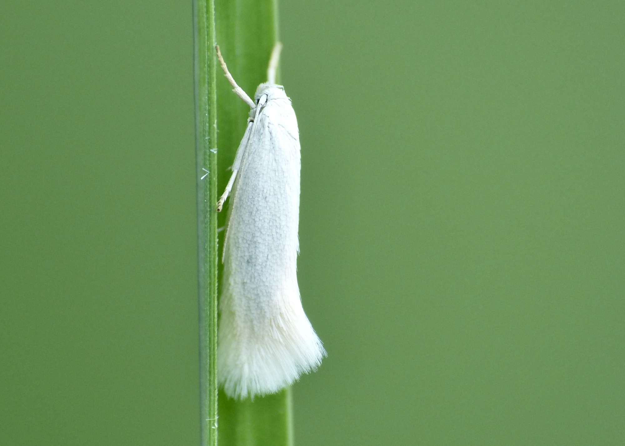 Elachista argentella | Somerset Moths