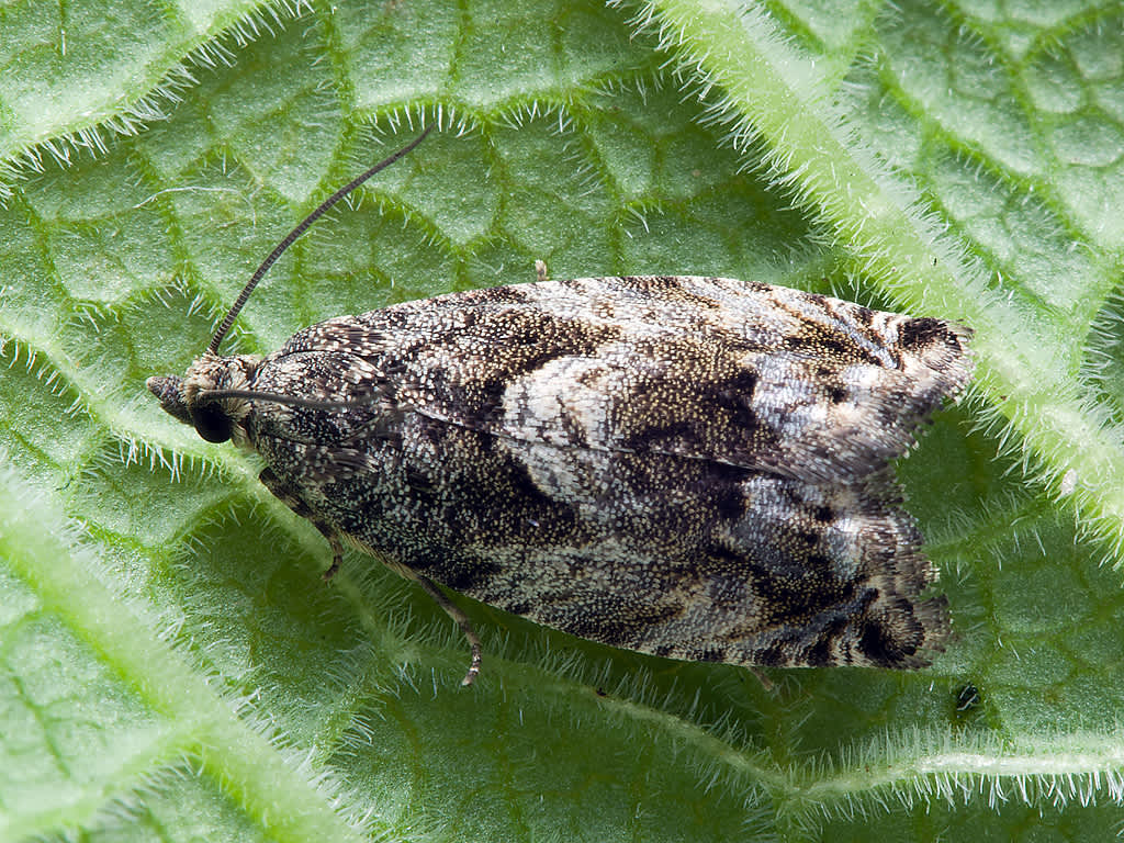 Cydia fagiglandana | Somerset Moths
