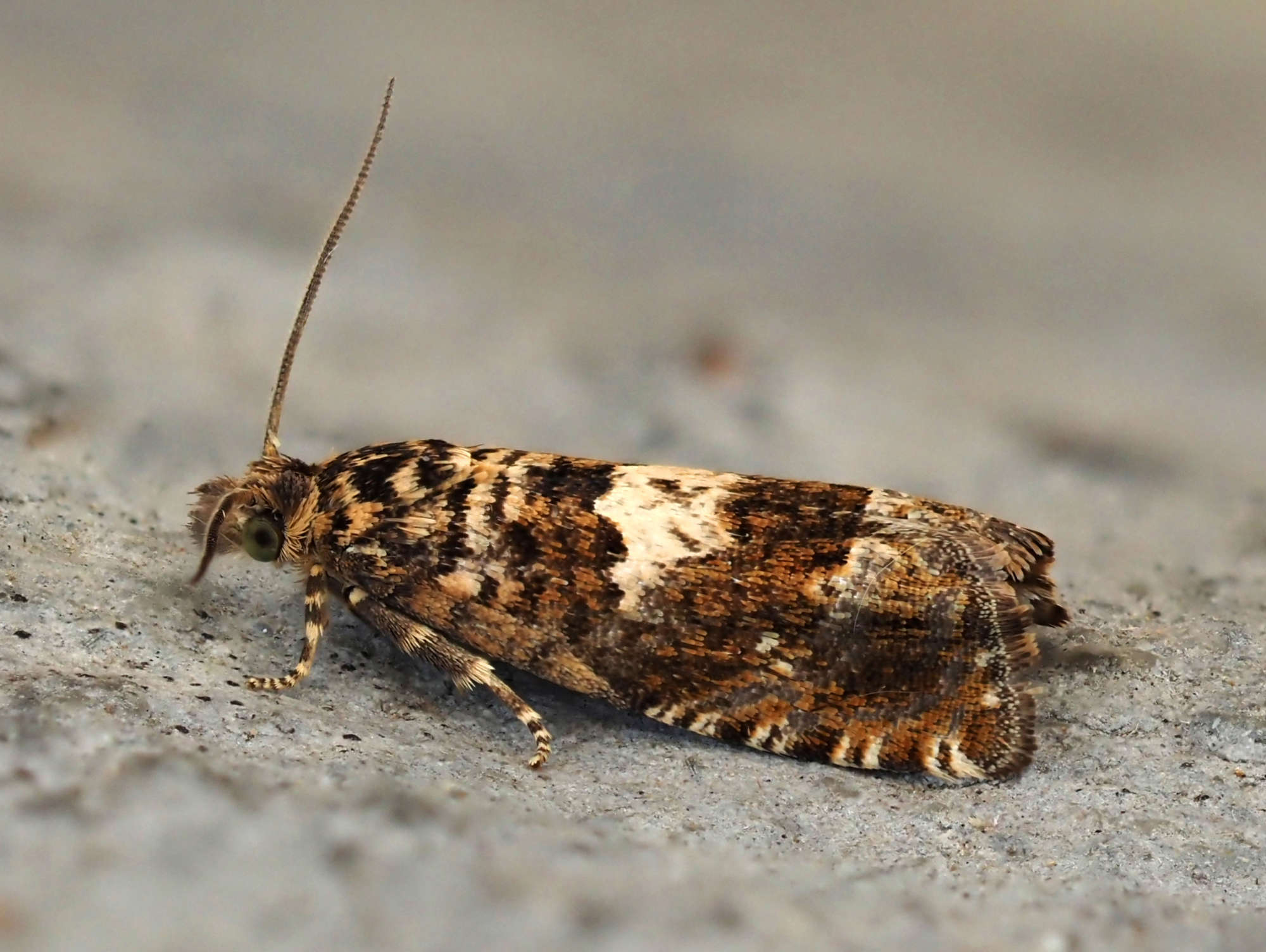 Epiblema costipunctana | Somerset Moths