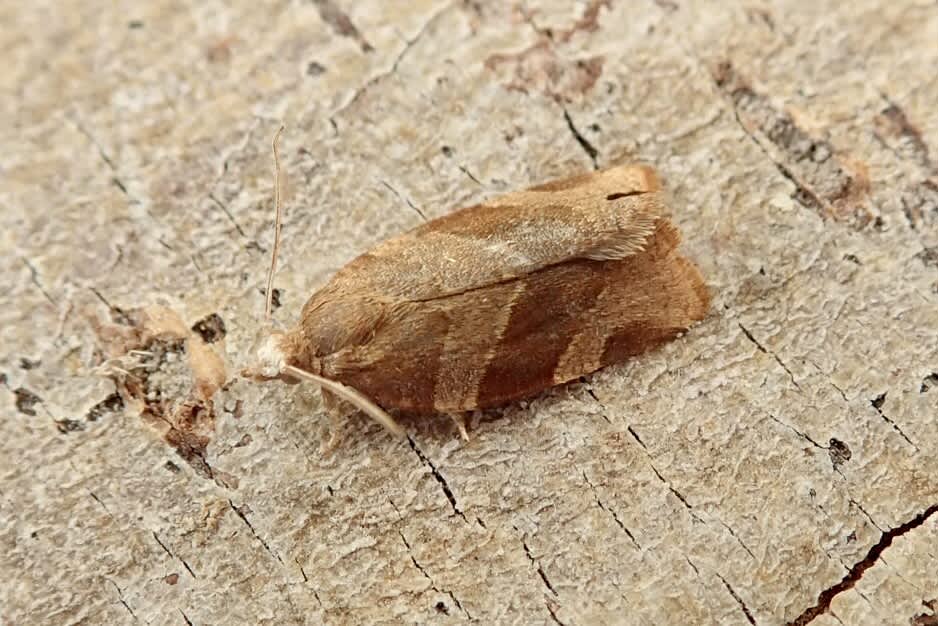 Pandemis cinnamomeana | Somerset Moths