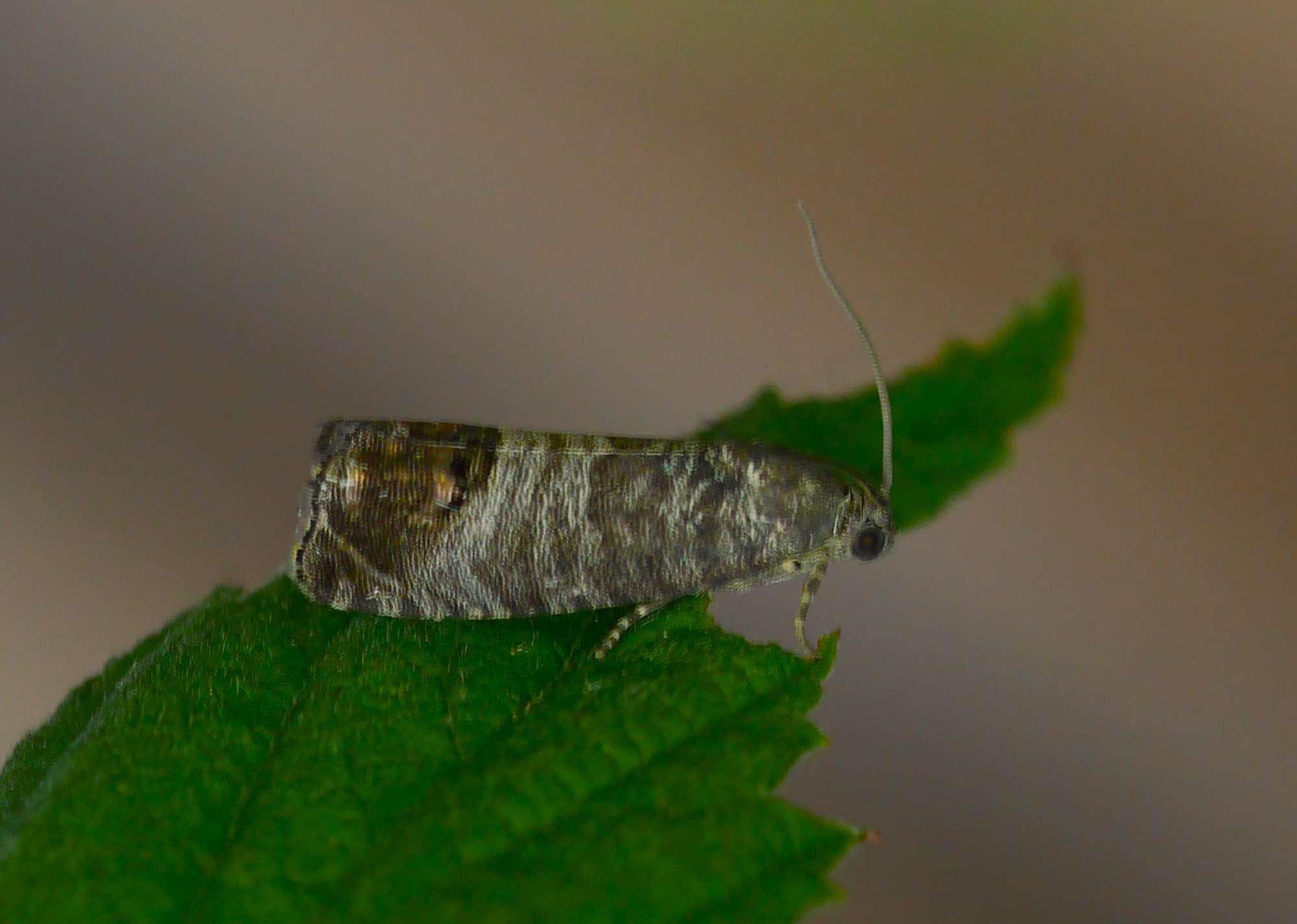 Cydia pomonella | Somerset Moths