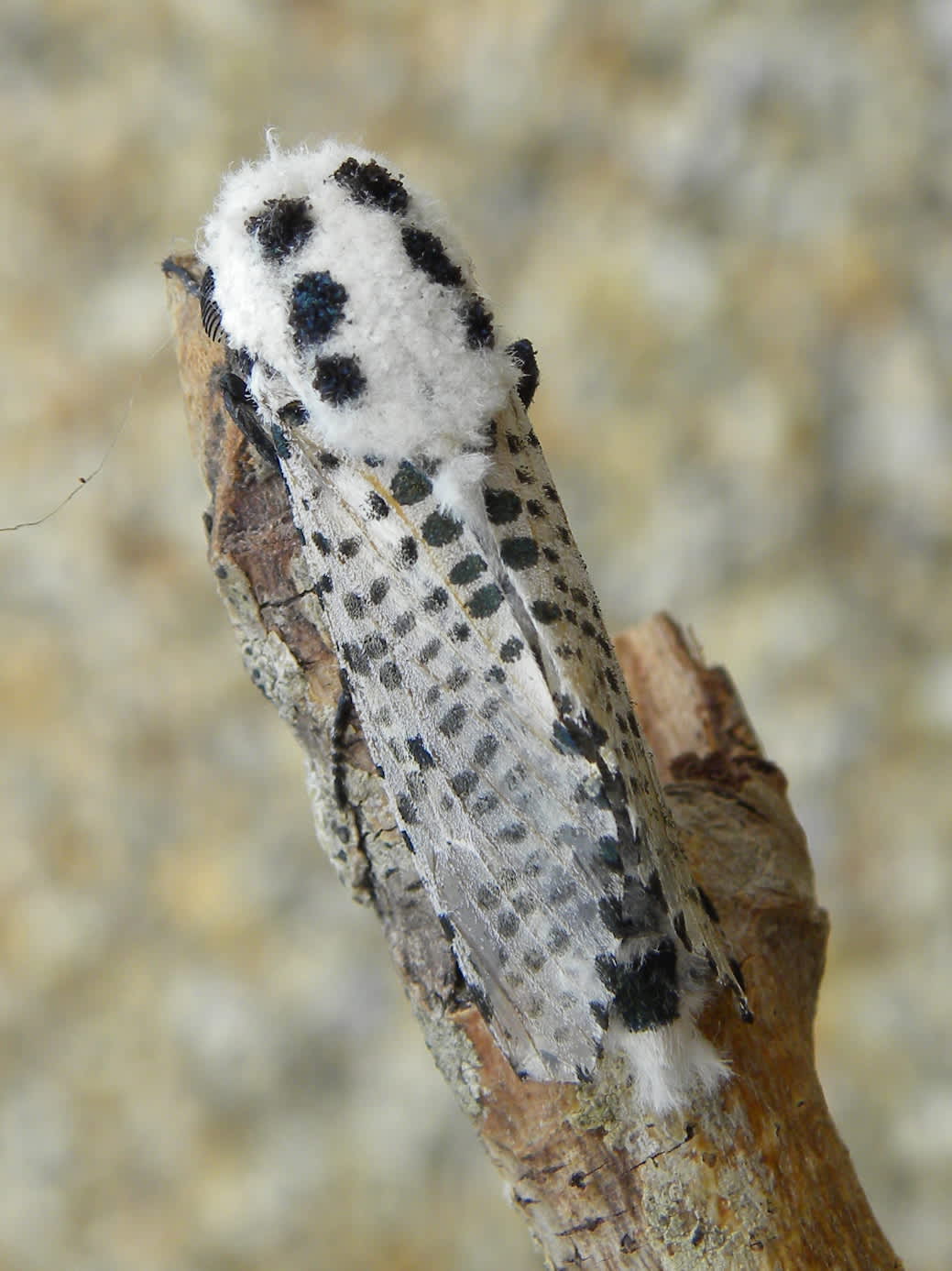 Leopard Moth | Somerset Moths