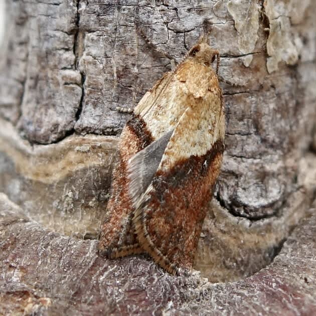 Epiphyas postvittana | Somerset Moths