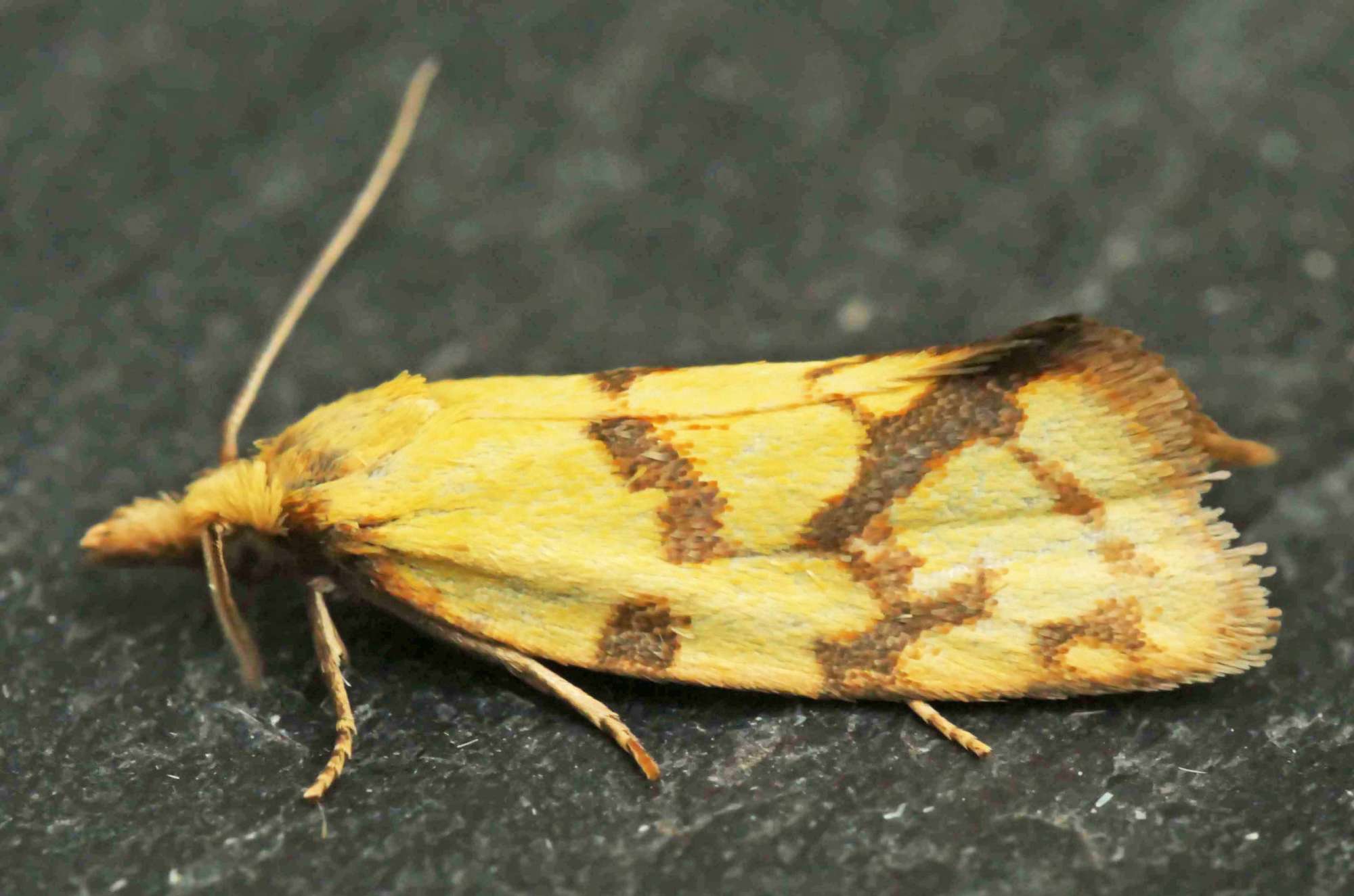 Agapeta hamana | Somerset Moths