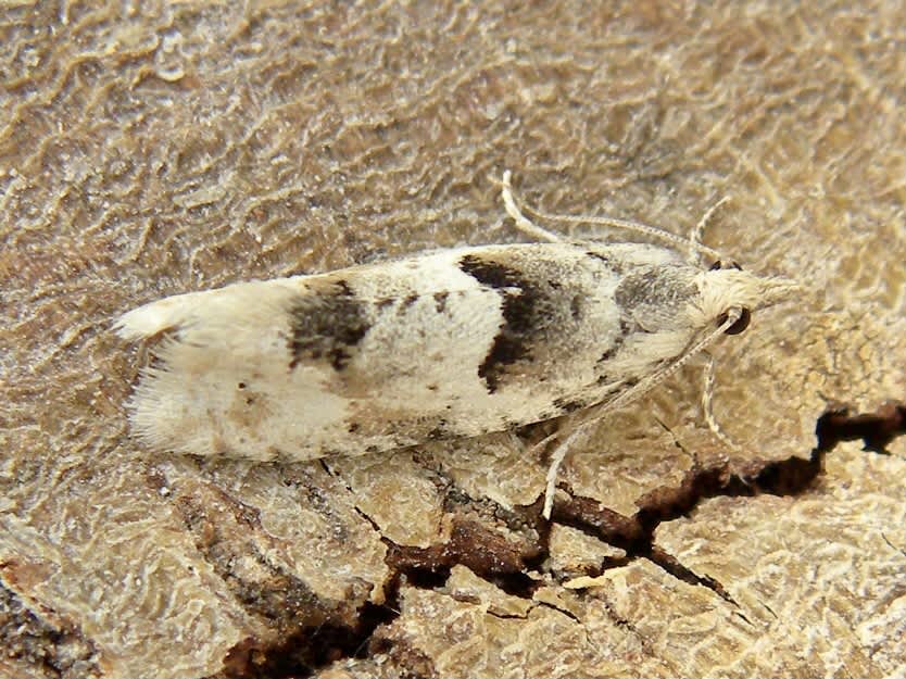 Epinotia bilunana | Somerset Moths