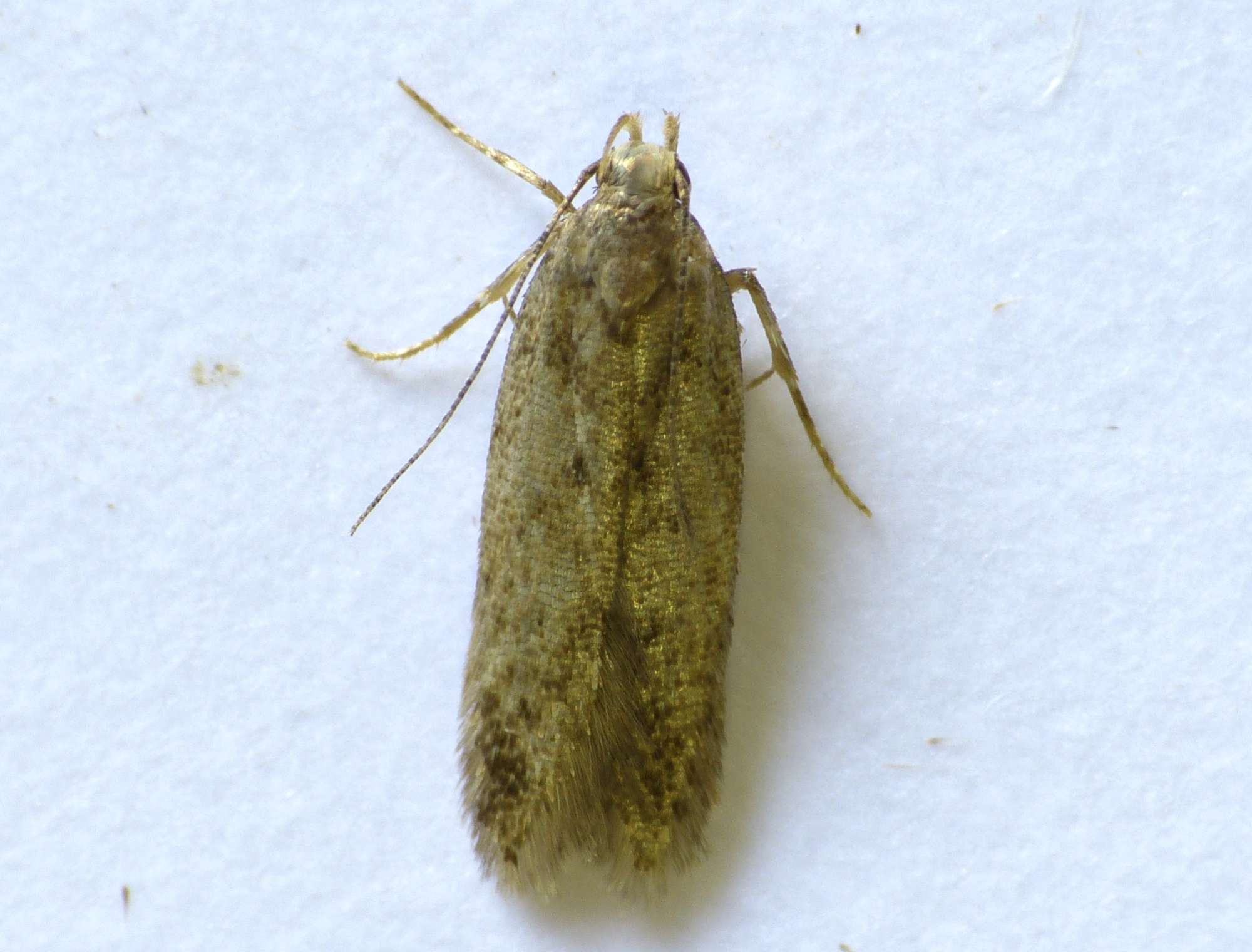 Bryotropha senectella | Somerset Moths