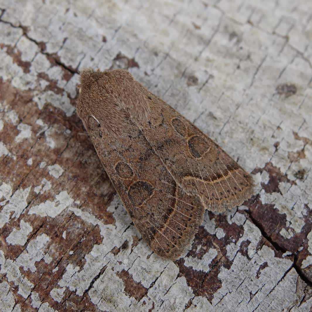 Common Quaker | Somerset Moths