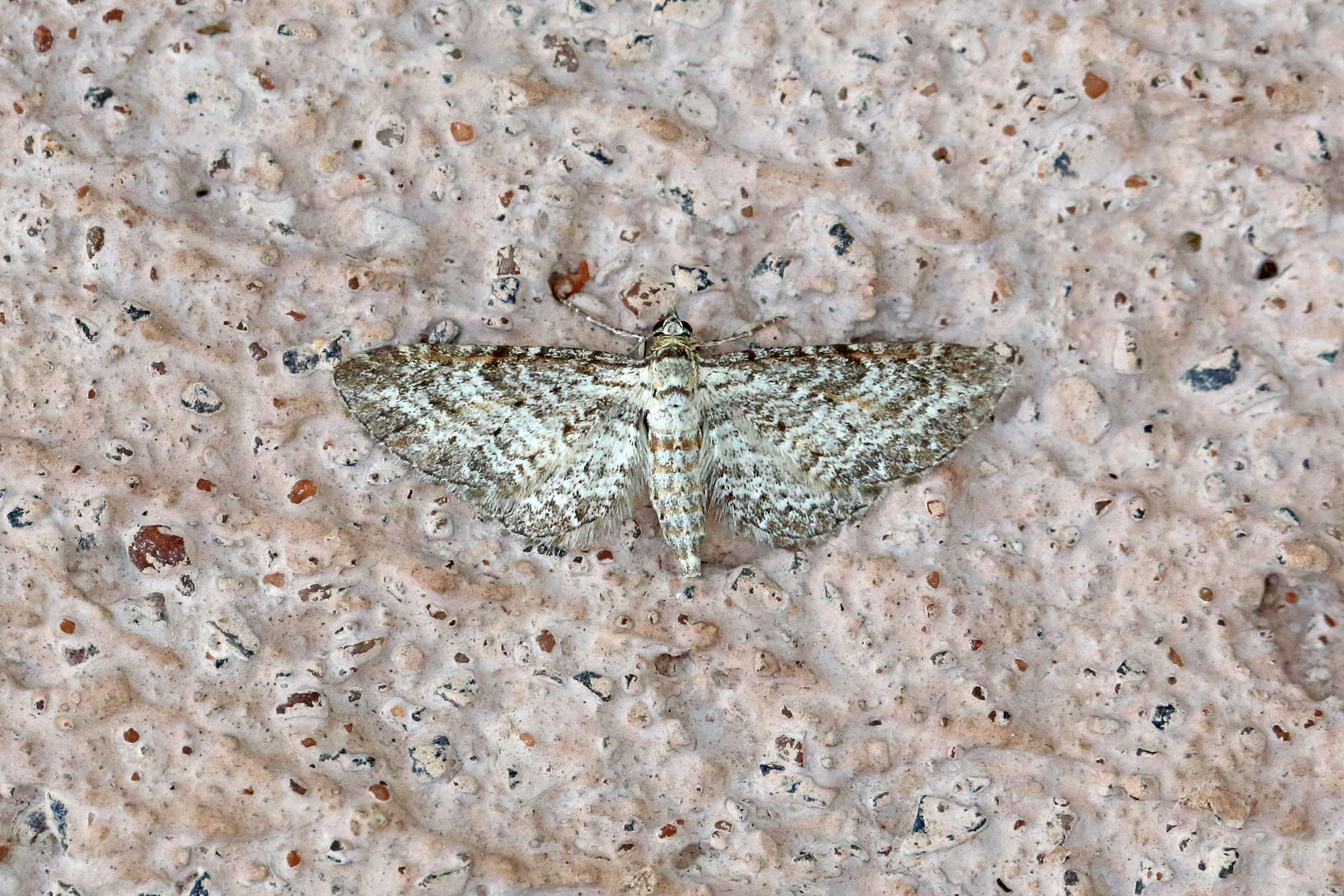Shaded Pug | Somerset Moths