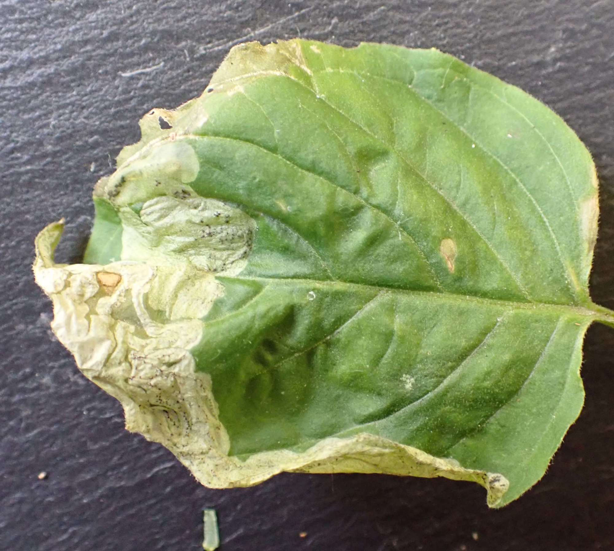 Mompha terminella | Somerset Moths