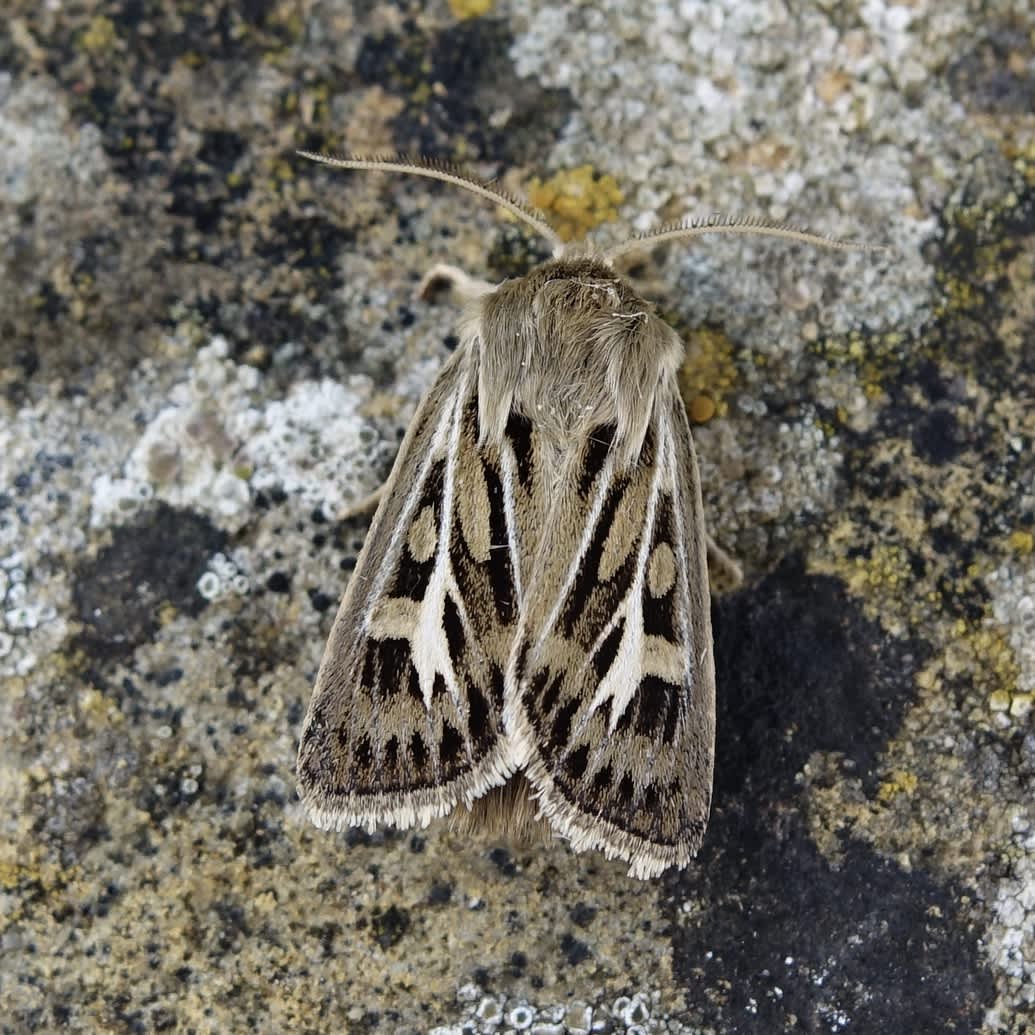 Antler Moth | Somerset Moths