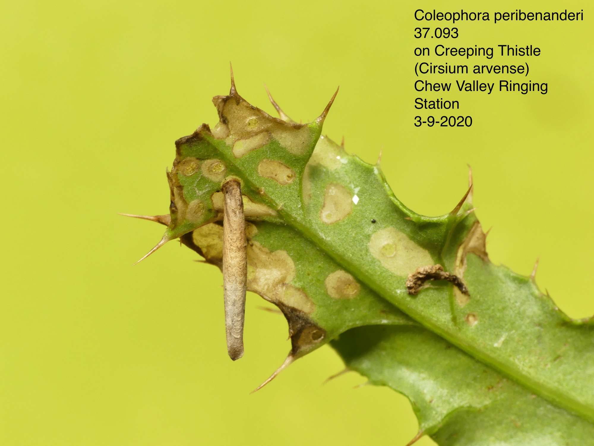Coleophora peribenanderi | Somerset Moths