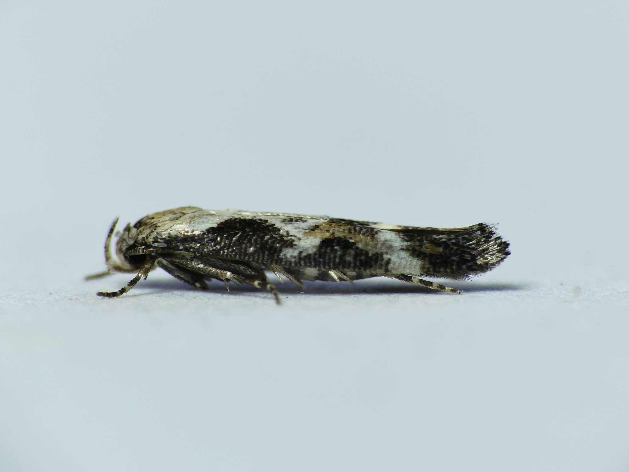 Mompha divisella | Somerset Moths