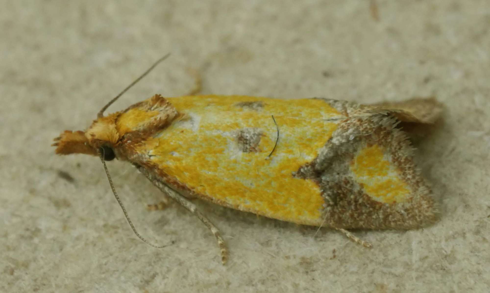 Agapeta zoegana | Somerset Moths