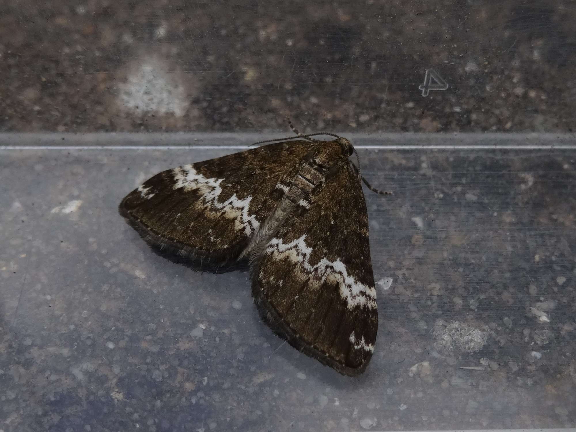 The Rivulet | Somerset Moths