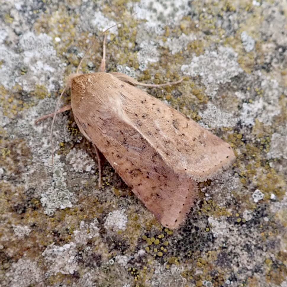Scarce Bordered Straw | Somerset Moths