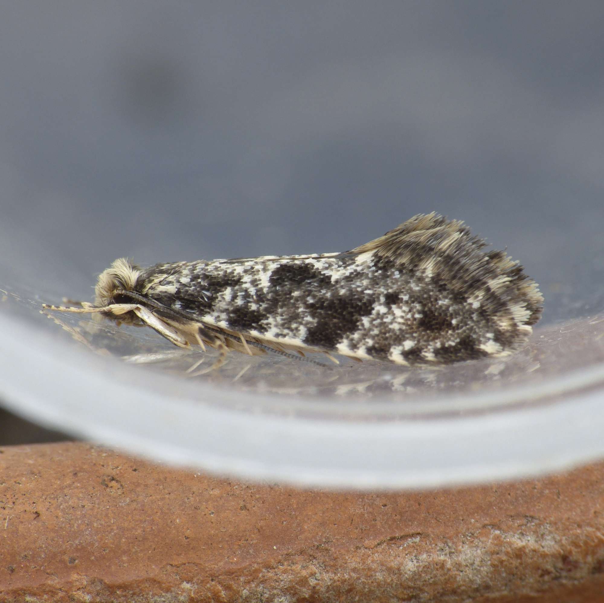 Nemapogon cloacella | Somerset Moths