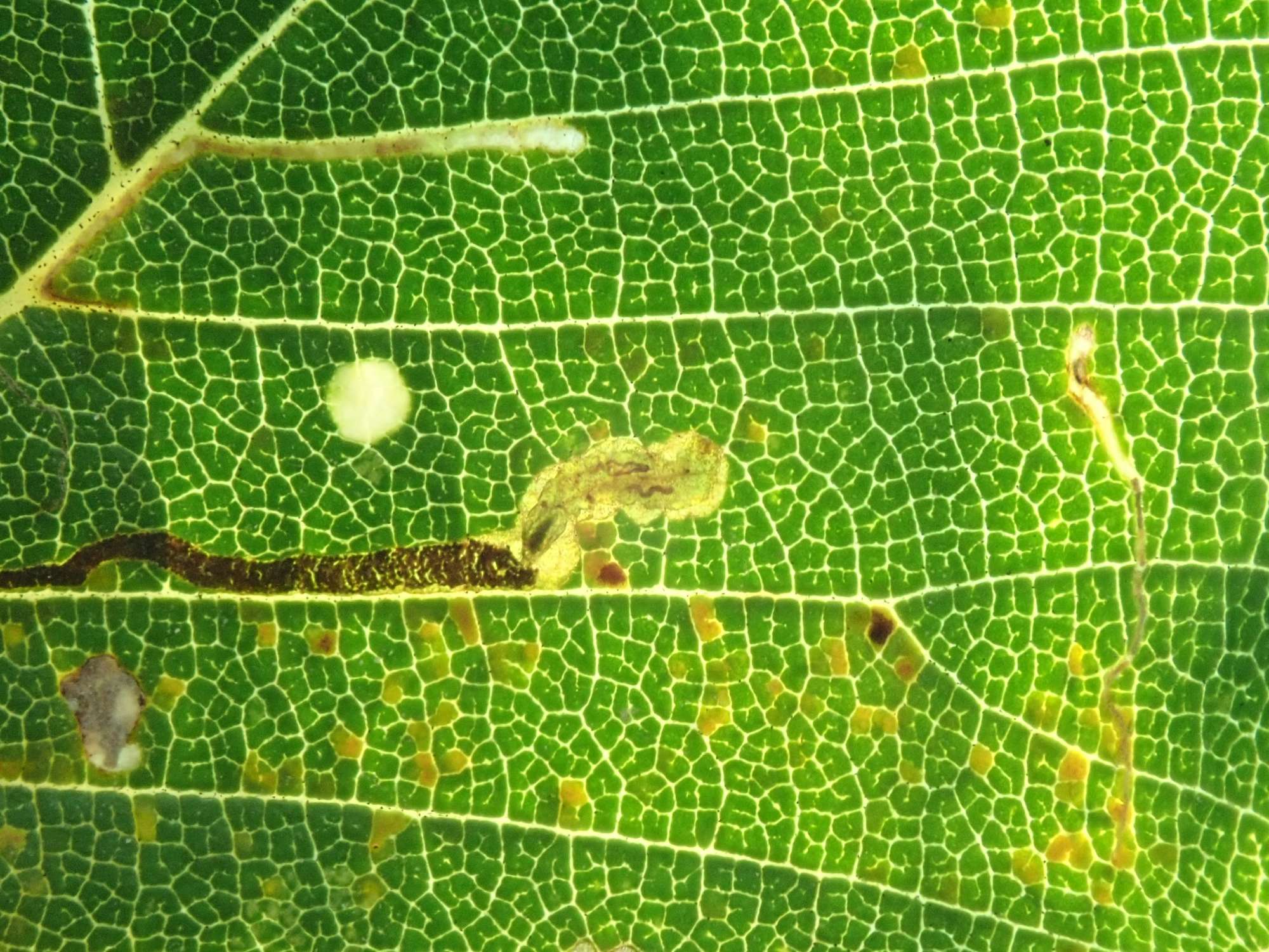 Stigmella ulmivora | Somerset Moths