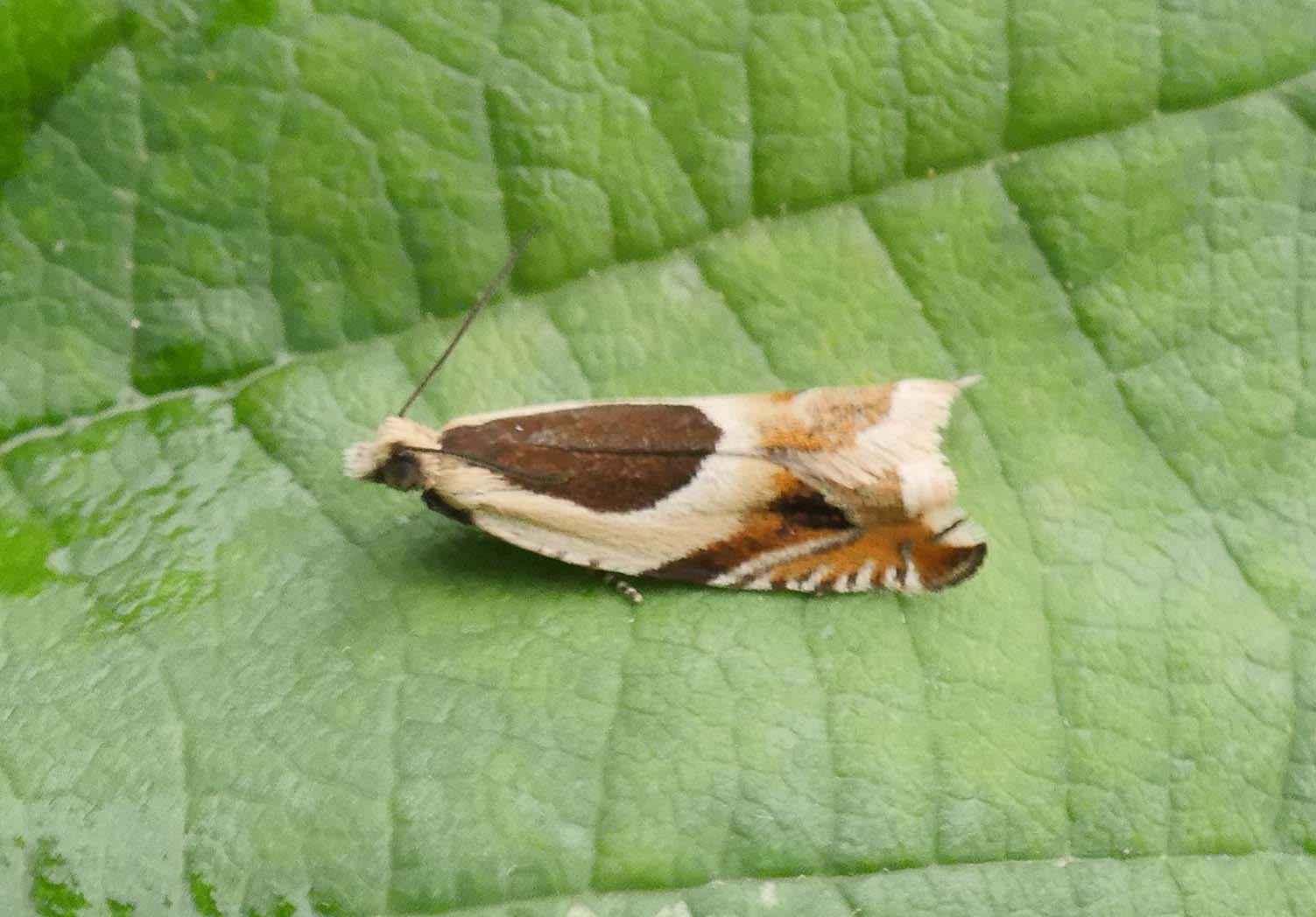 Ancylis badiana | Somerset Moths