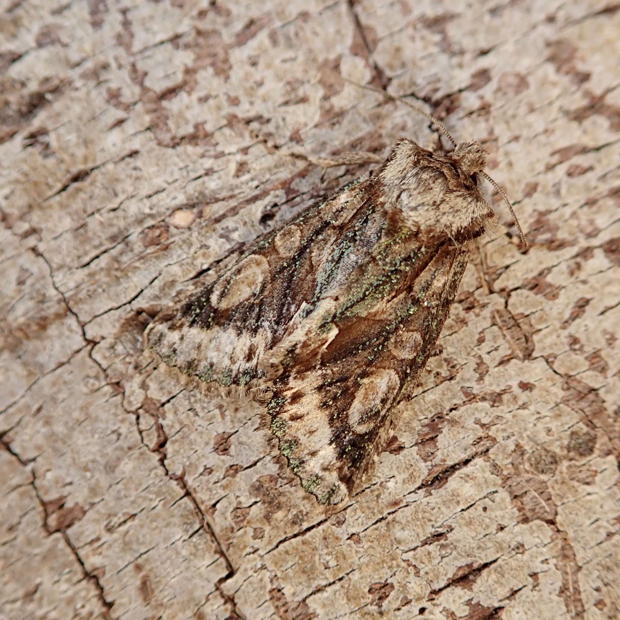 Green-brindled Crescent | Somerset Moths