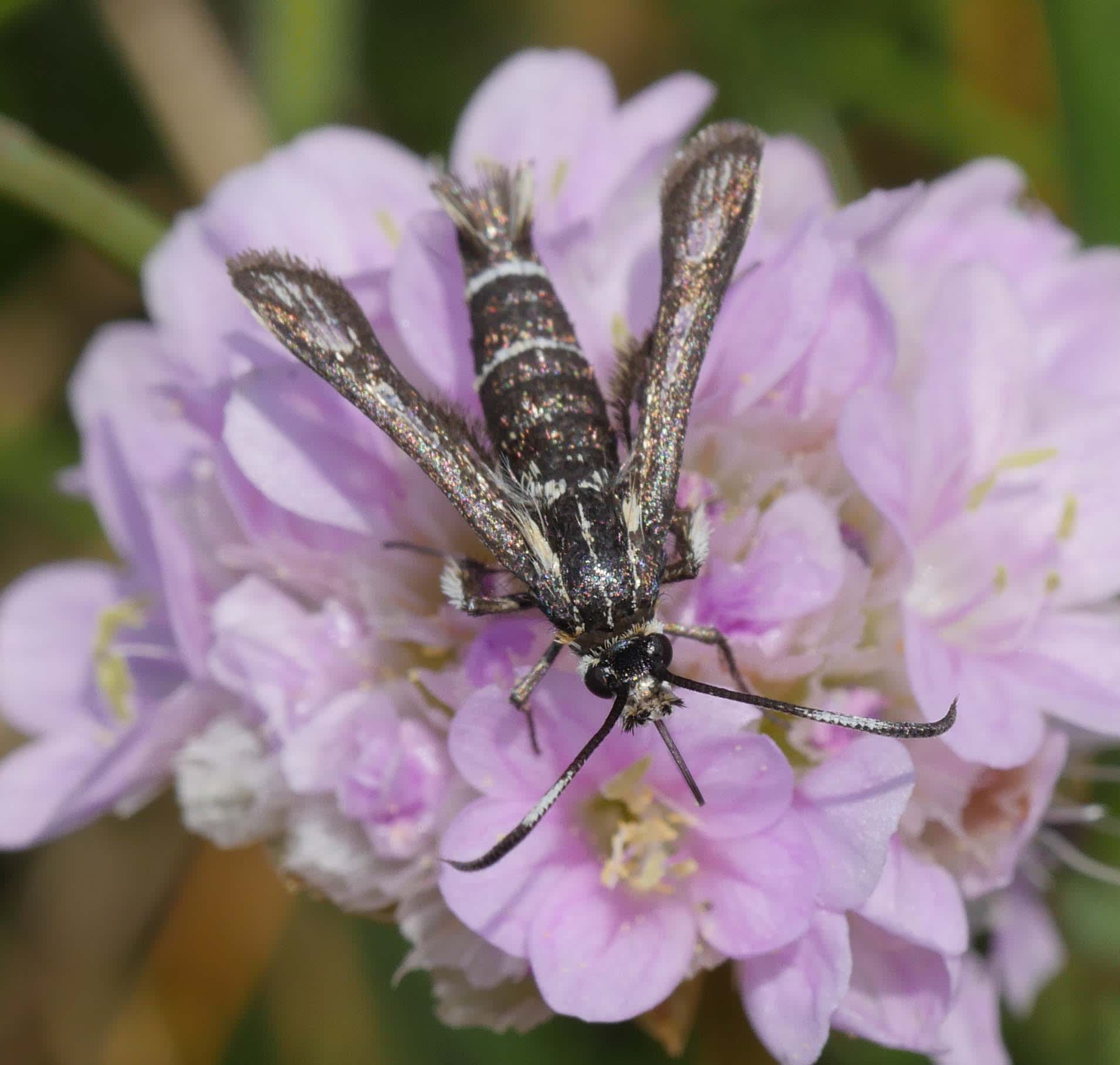Thrift Clearwing | Somerset Moths