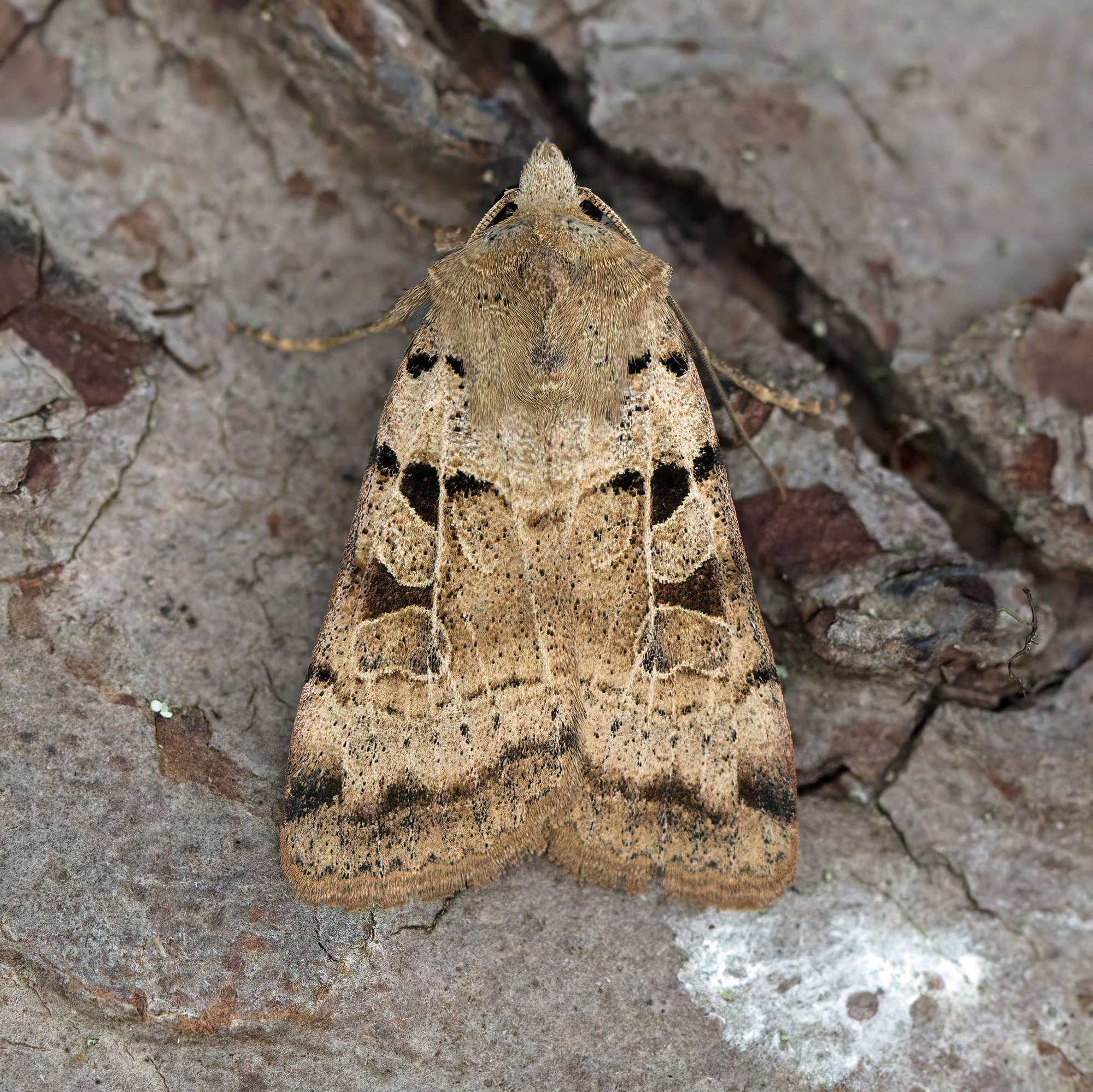 Plain Clay | Somerset Moths