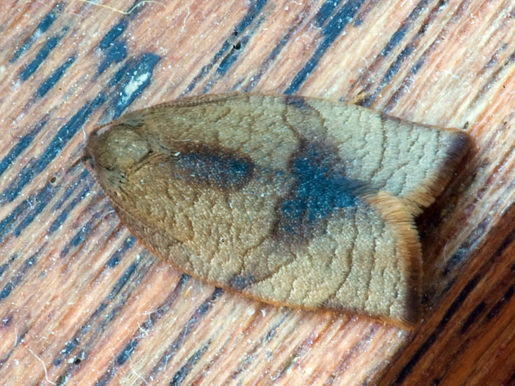 Cacoecimorpha pronubana | Somerset Moths