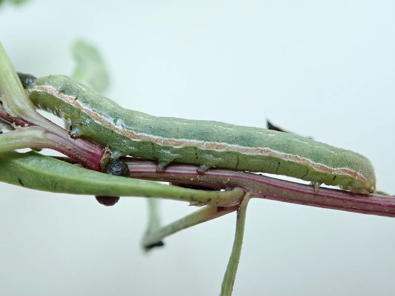 The Nutmeg | Somerset Moths