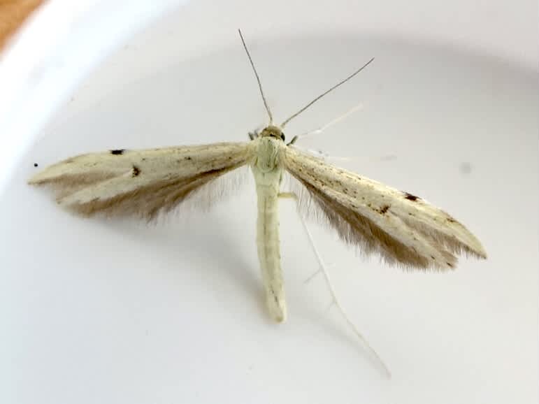 Adaina microdactyla | Somerset Moths