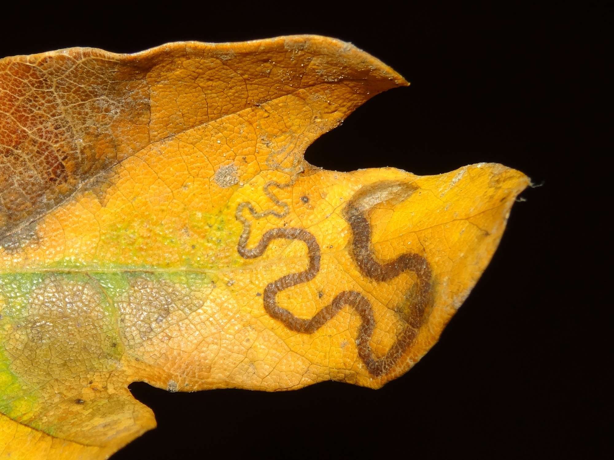 Stigmella basiguttella | Somerset Moths