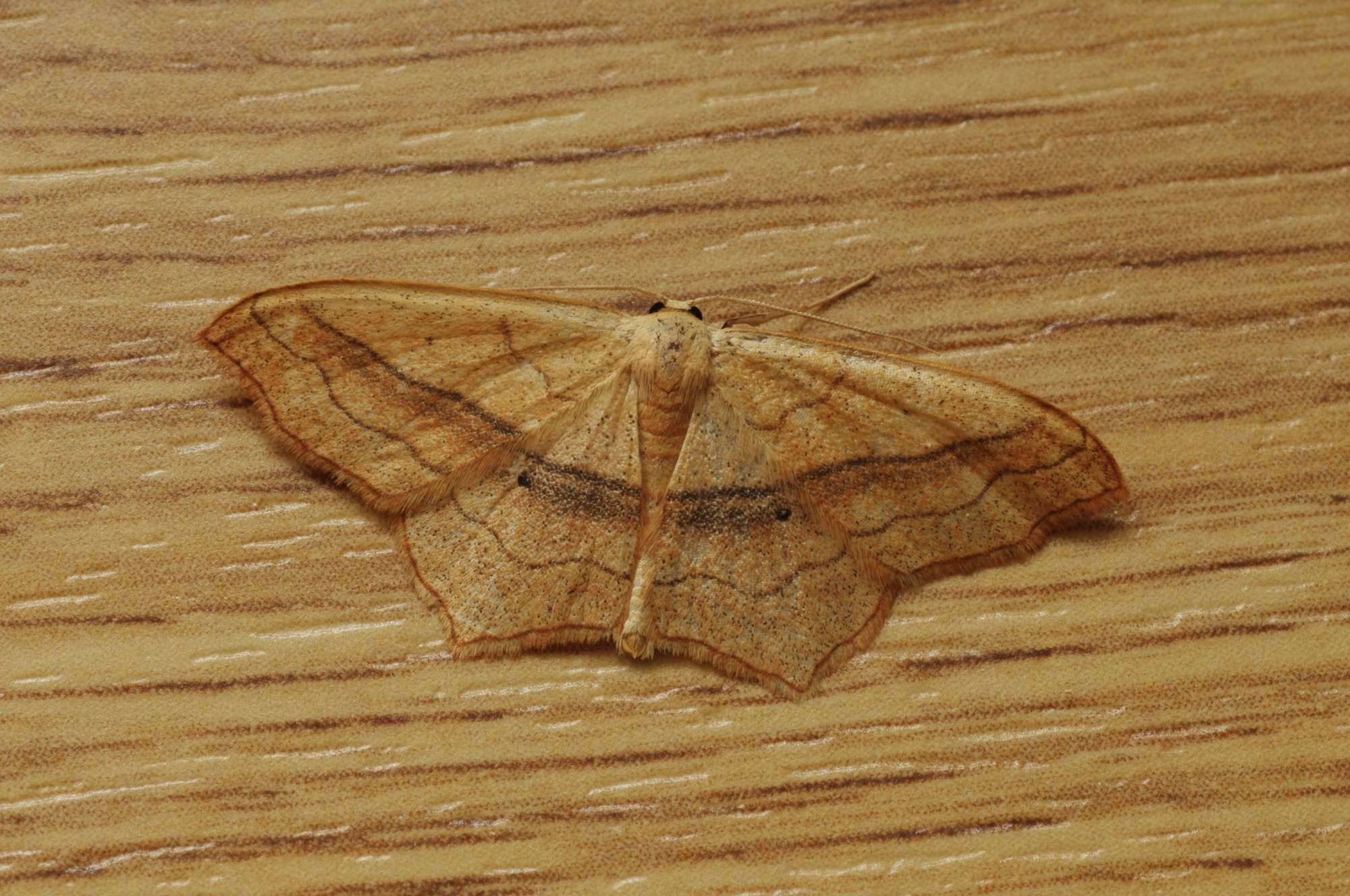 Small Blood vein Somerset Moths