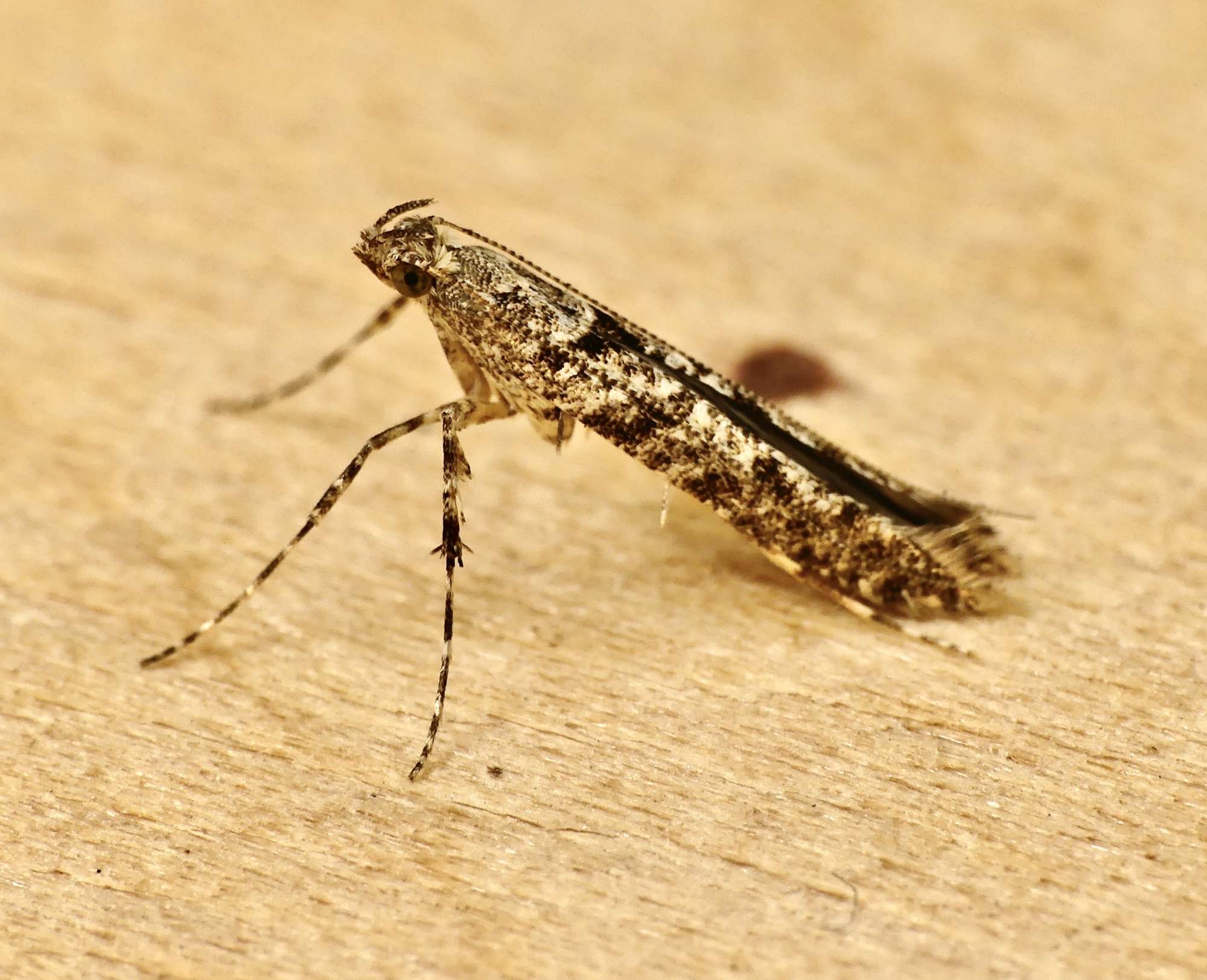 Caloptilia cuculipennella | Somerset Moths