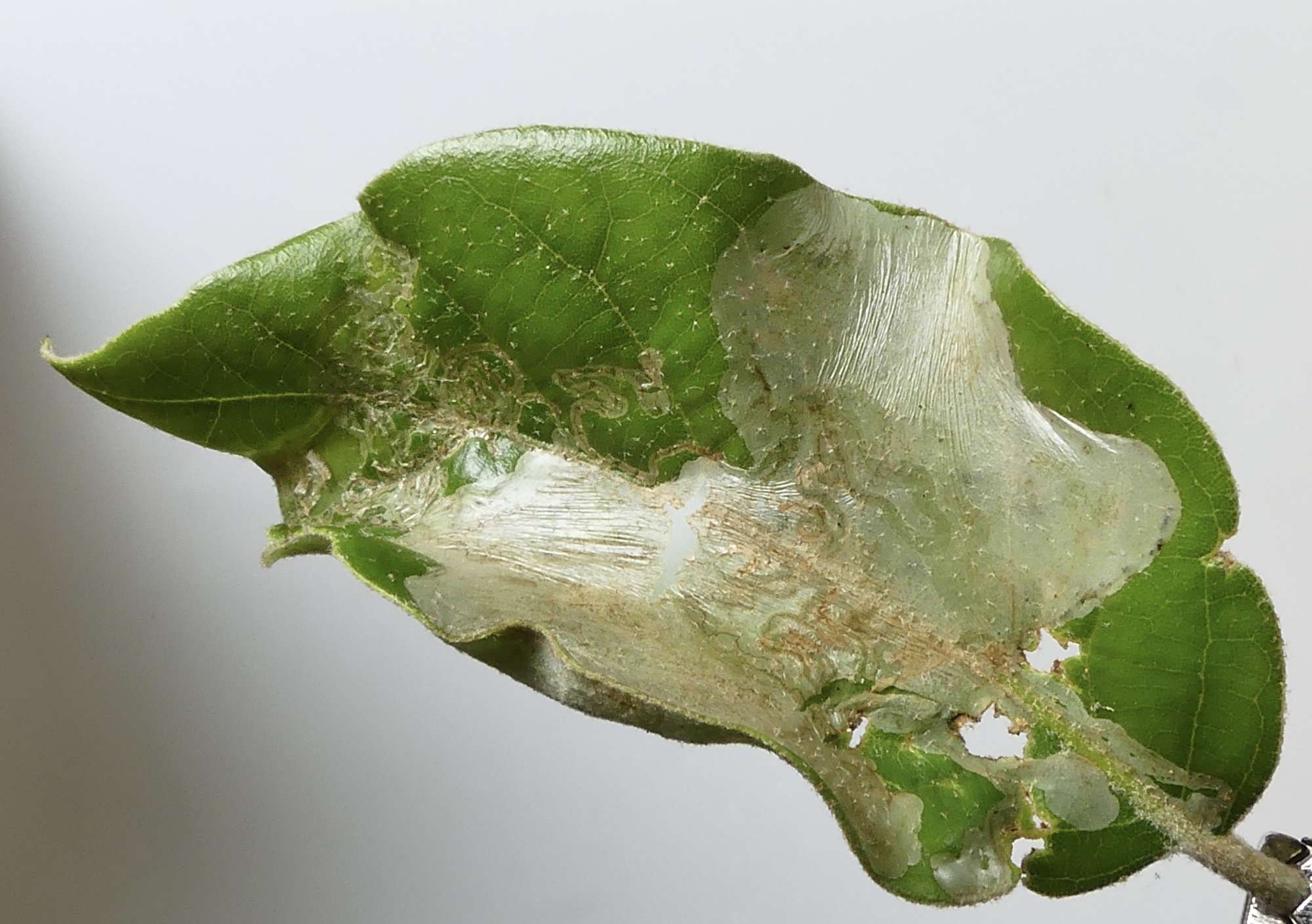 Acrocercops brongniardella | Somerset Moths