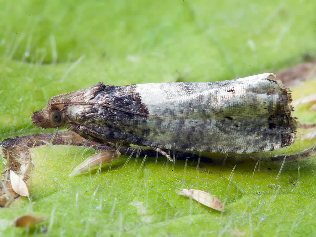 Notocelia roborana | Somerset Moths