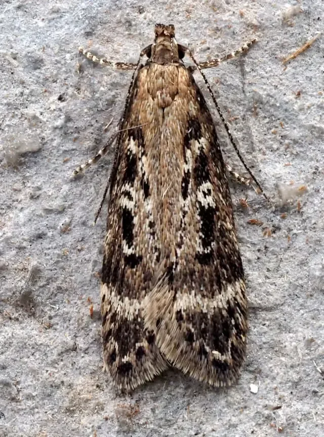 Gelechia sororculella | Somerset Moths
